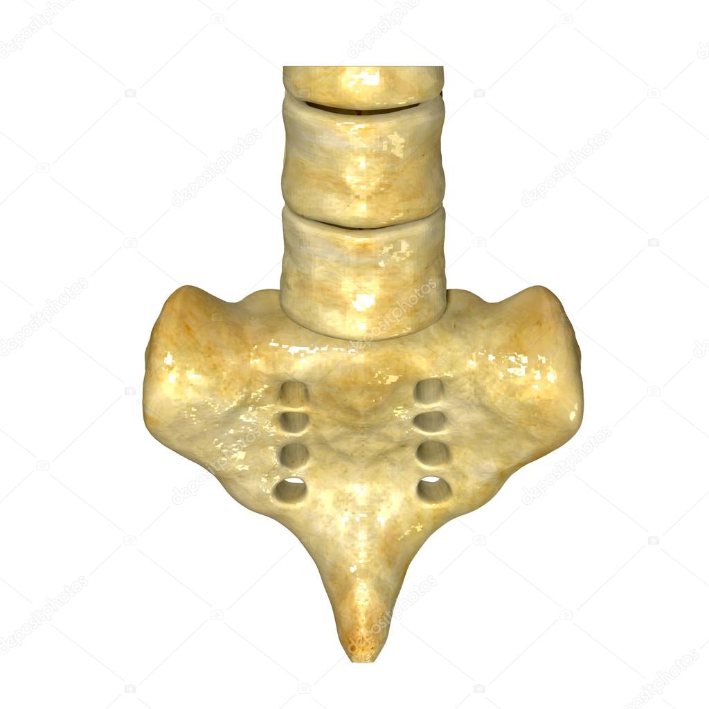 Sacro fotos, imagens de © sciencepics #63100679