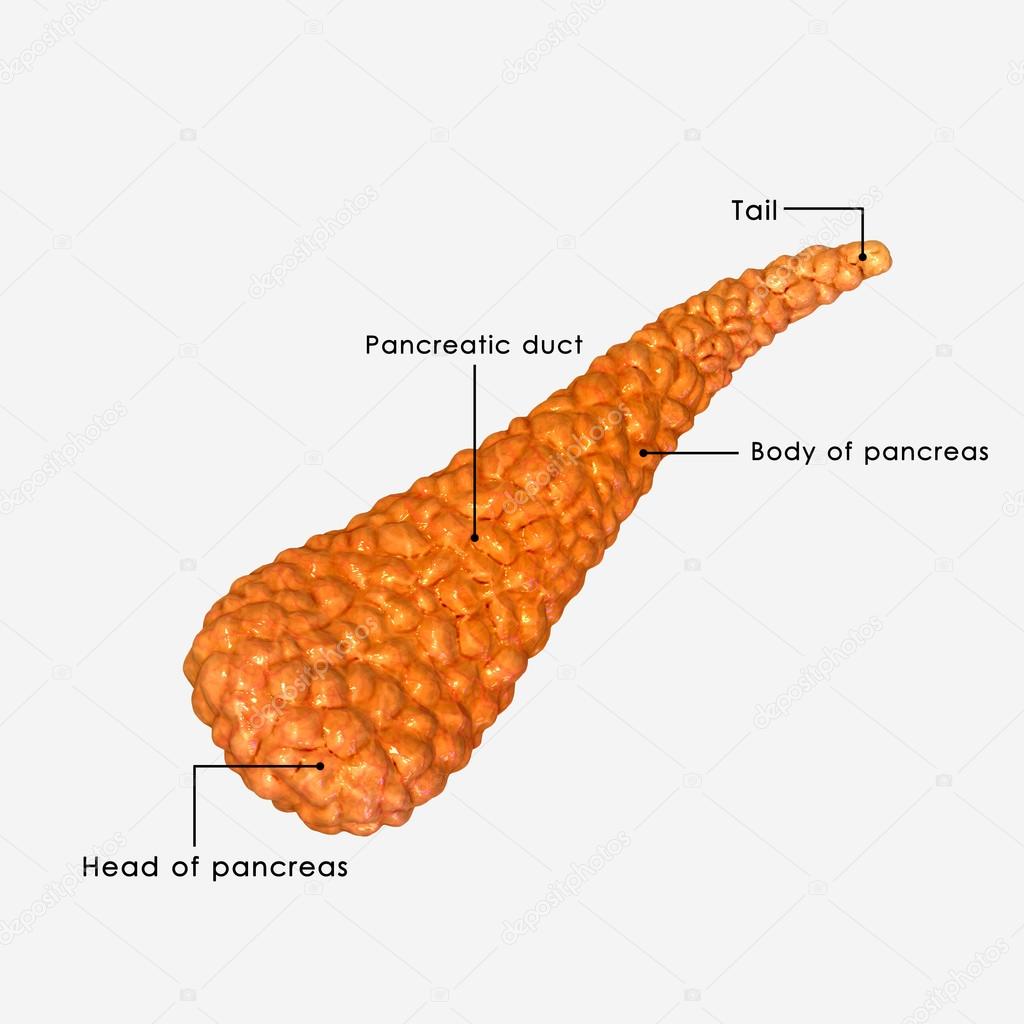 Pancreas Stock Photo by ©sciencepics 63100979