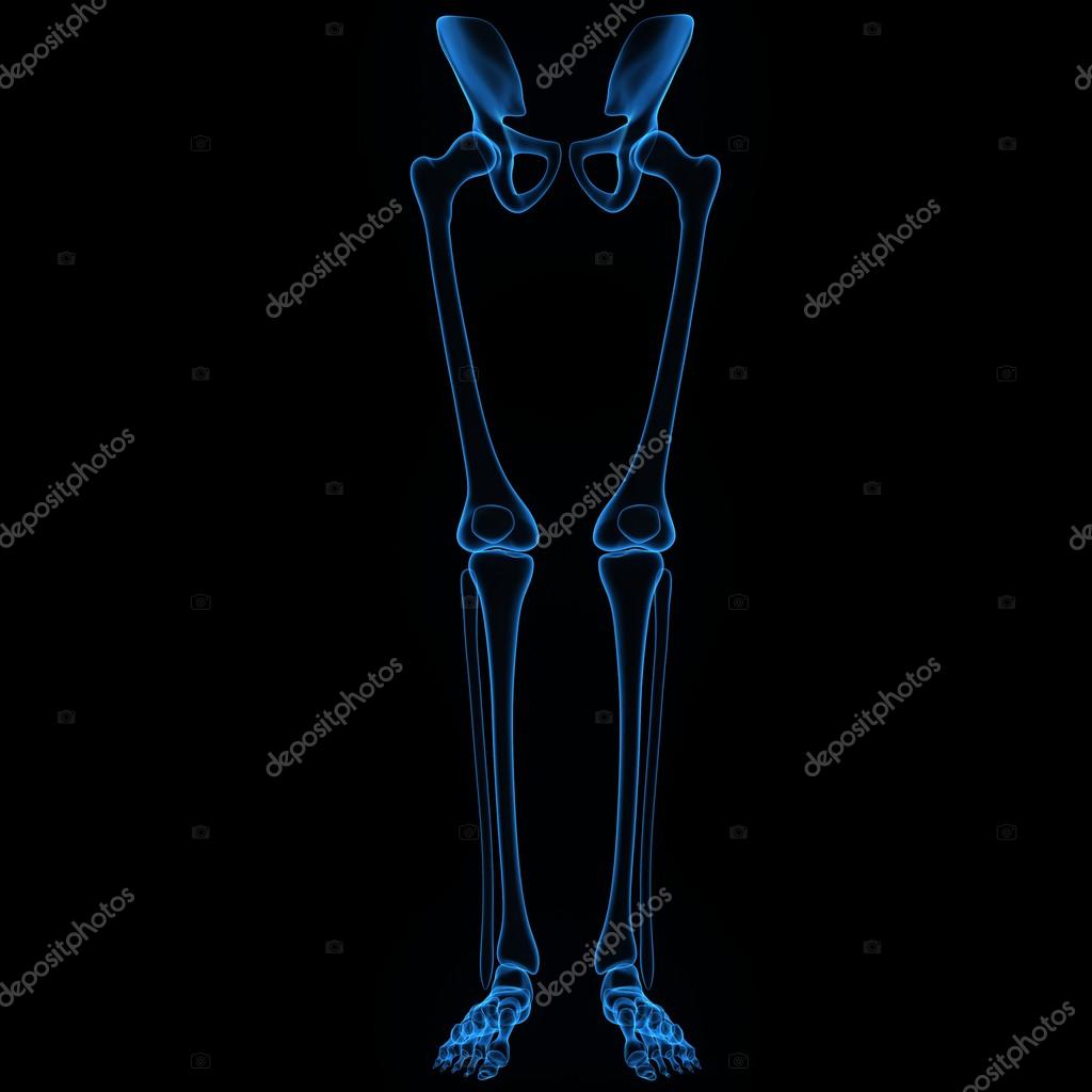 Pernas de esqueleto fotos, imagens de © sciencepics #63101077