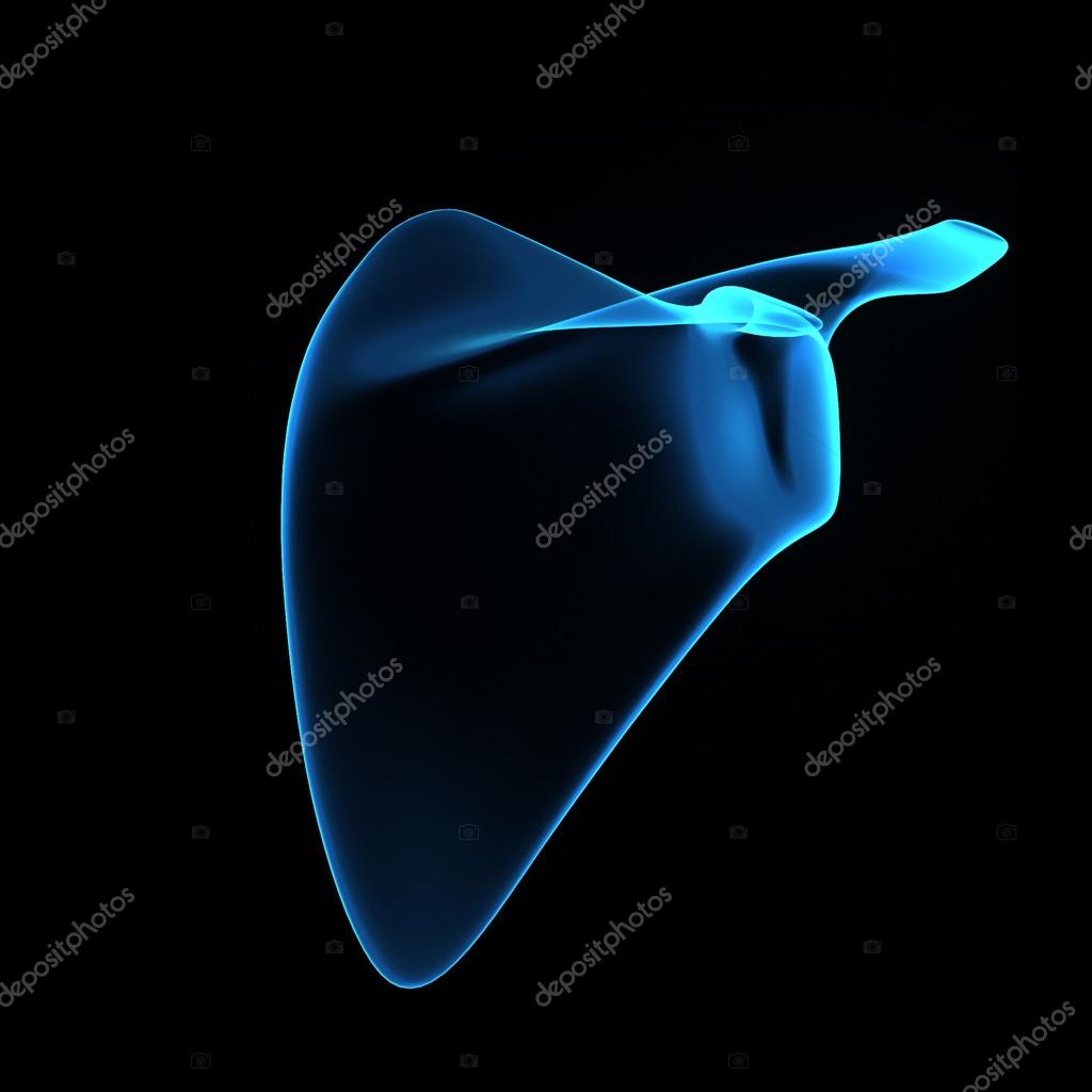 Scapula Left — Stock Photo © sciencepics #63101283