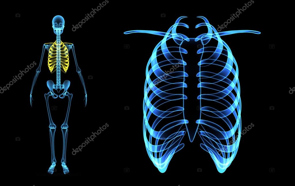 Skeleton ribcage — Stock Photo © sciencepics #63101371