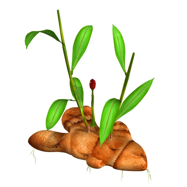 Zingiber, ginger plant — Stock Photo © sciencepics #73308999