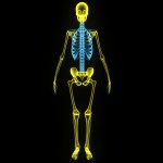 Male Muscular Skeleton Split Rear View — Stock Photo © ArtAndSoulPhoto ...