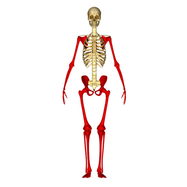 Skeleton legs Stock Photo by ©sciencepics 66251683