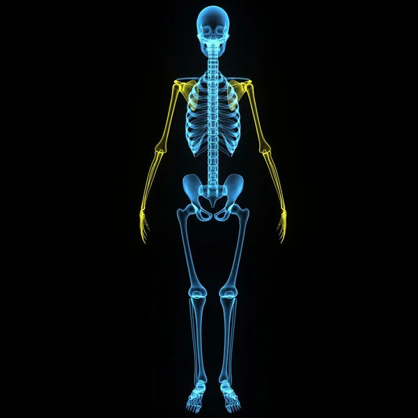 Skelet Stockfoto's, Rechtenvrije Skelet afbeeldingen | Depositphotos®