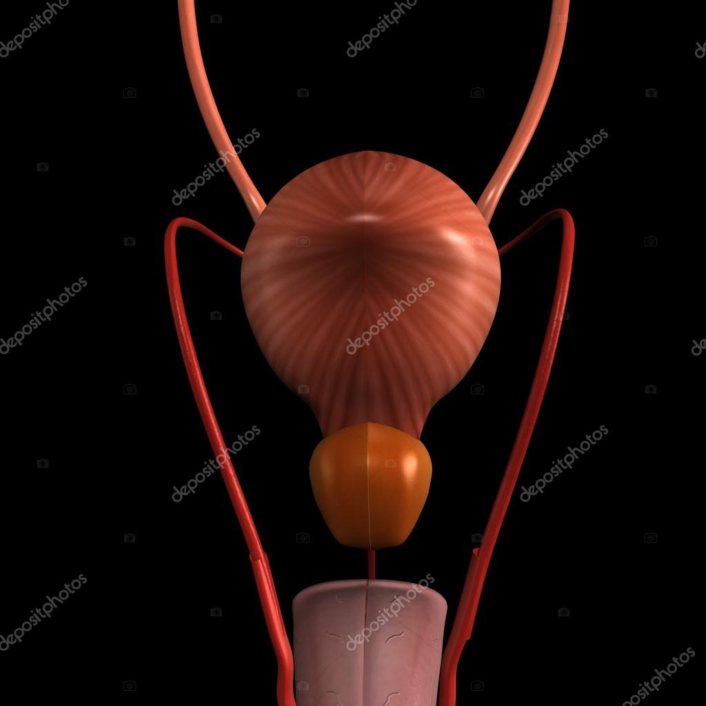 Sistema reproductor masculino: fotografía de stock © sciencepics ...