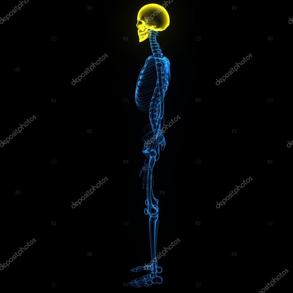 Skull Side View — Stock Photo © sciencepics #66251357