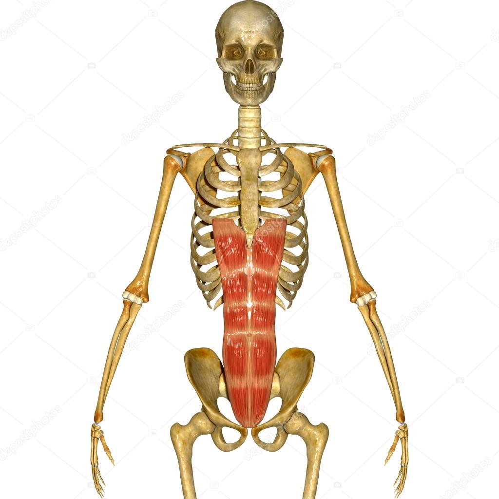 Abdomen muscles Stock Photo by ©sciencepics 66251569