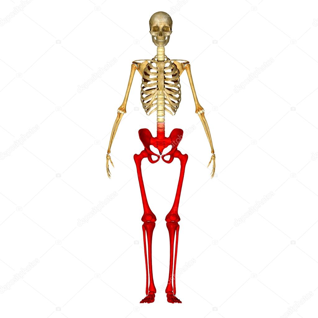 Skeleton legs Stock Illustration by ©sciencepics #66251683