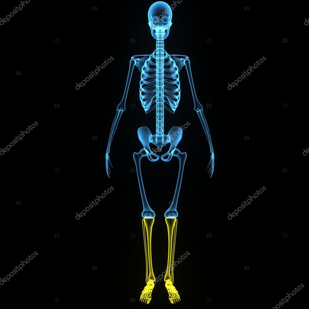Skeleton legs Stock Photo by ©sciencepics 66251763