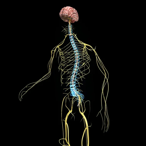 Nervous system — Stock Photo © sciencepics #66747183