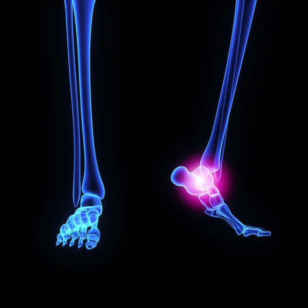 Ankle joint anatomy Stock Photos, Royalty Free Ankle joint anatomy Images | Depositphotos