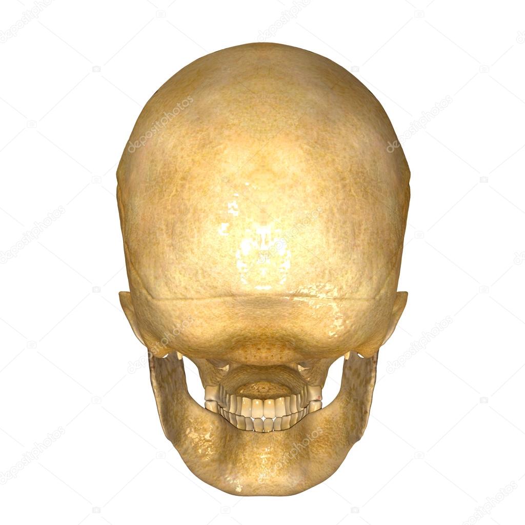 What Does The Back Of Your Skull Look Like - Infoupdate.org