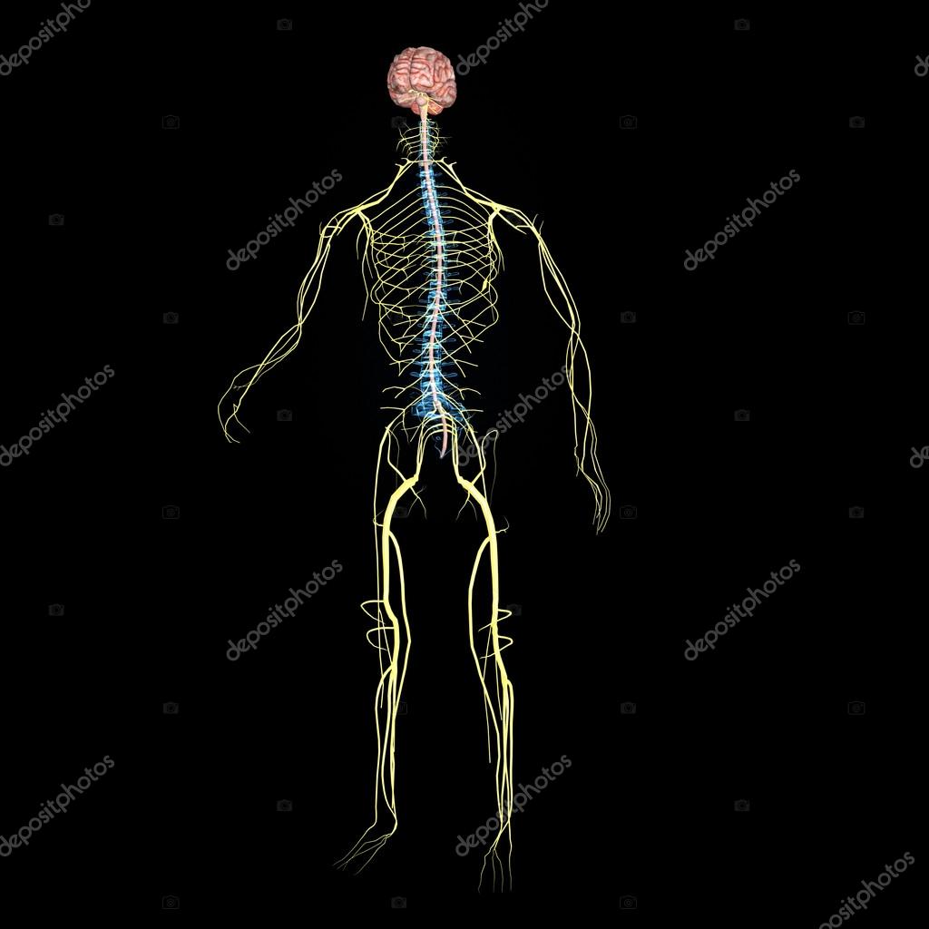 Nervous system — Stock Photo © sciencepics #66747183