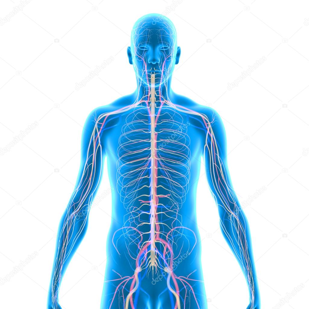 Anatomía — Foto de stock #66747323 © sciencepics