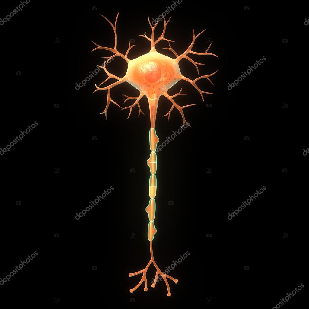Neurona: fotografía de stock © sciencepics #66747889 | Depositphotos