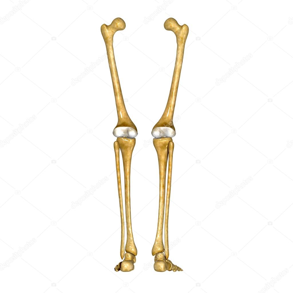 Piernas de esqueleto: fotografía de stock © sciencepics #66748087 ...