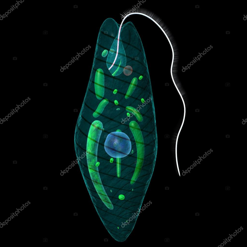Euglena — Stock Photo © sciencepics #66748655