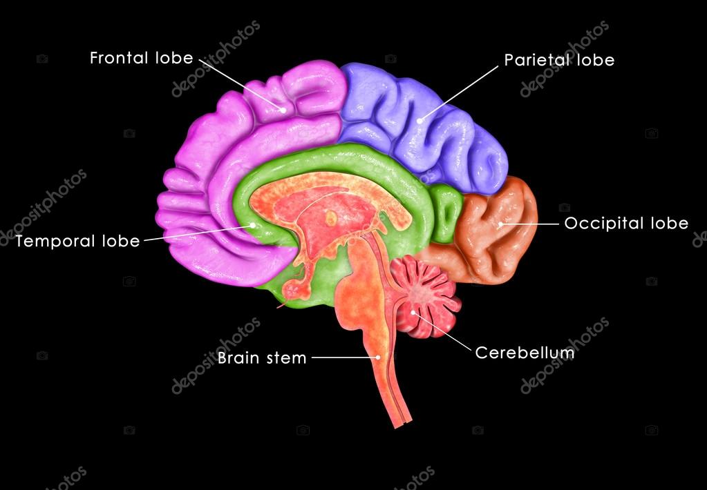 Brain Stock Illustration by ©sciencepics #66748827