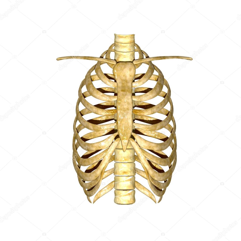 Skeleton ribs — Stock Photo © sciencepics #66749175