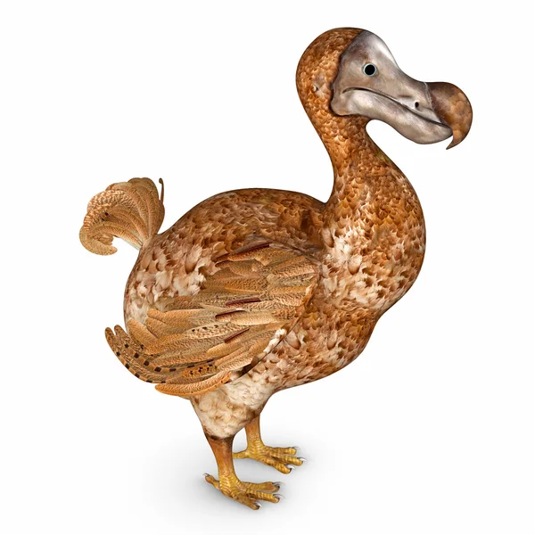 Dodo bird Stock Photos, Royalty Free Dodo bird Images | Depositphotos