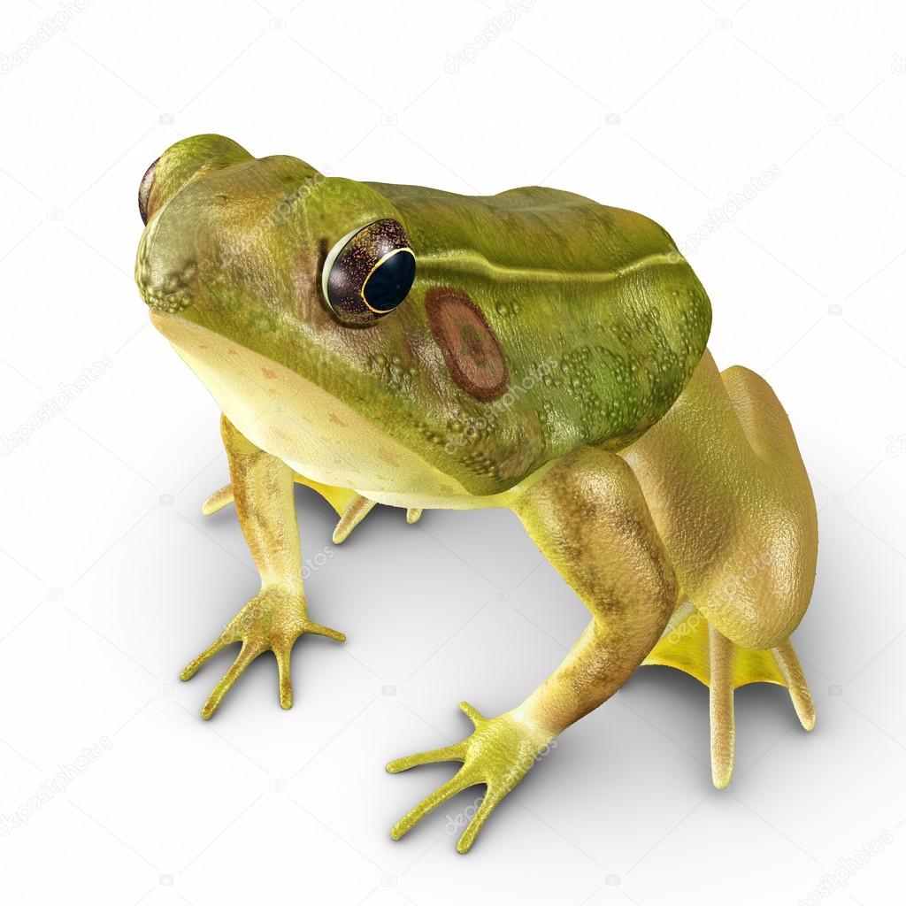 Rana Frog on white Stock Photo by ©sciencepics 66956185