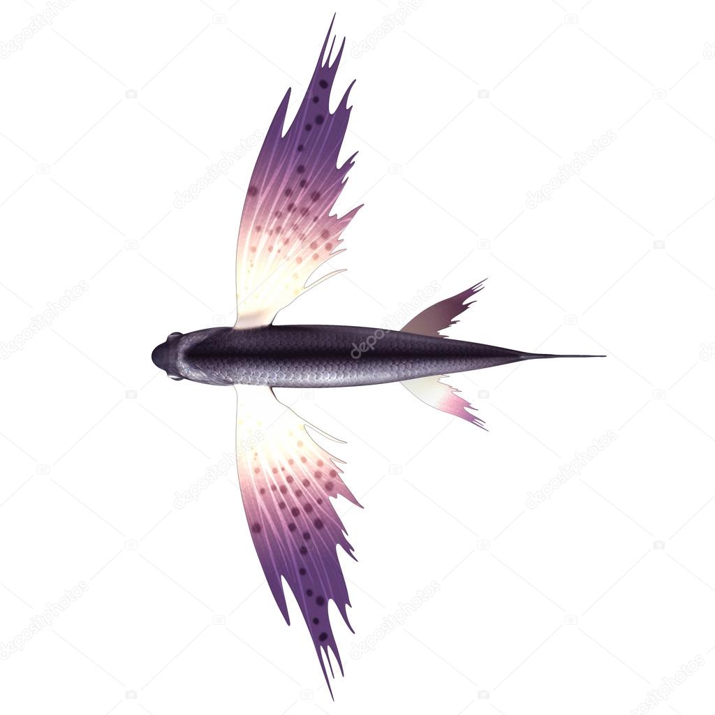 Exocoetus flying fish — Stock Photo © sciencepics #66956383