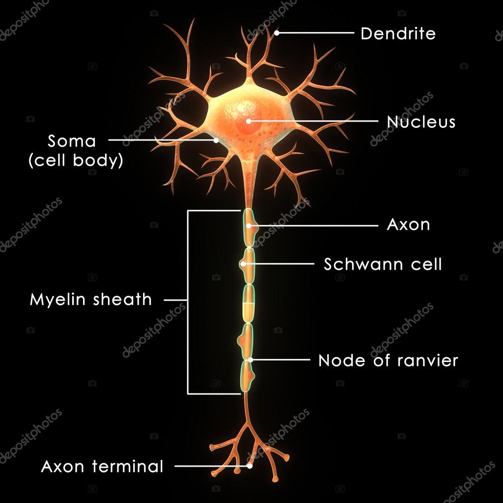 Human Nerve Cell Diagram