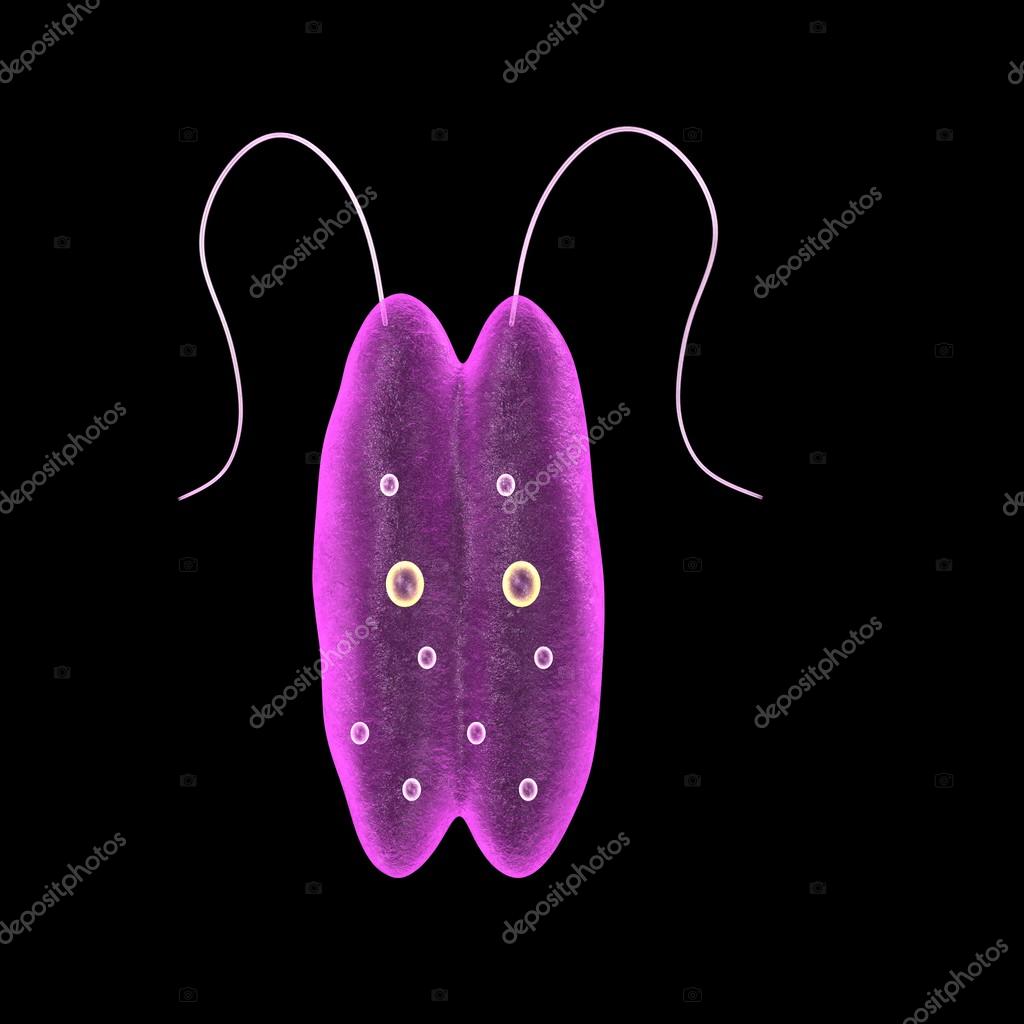 Leishmania Stock Photo by ©sciencepics 67609867