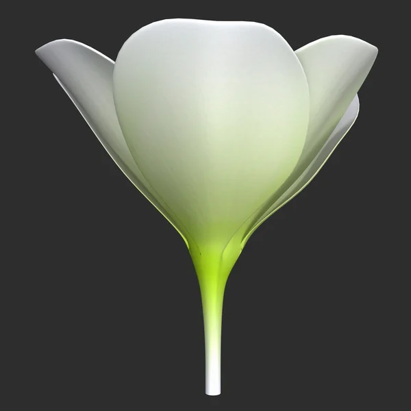 Allium merosity on white Stock Photo by ©sciencepics 67678591