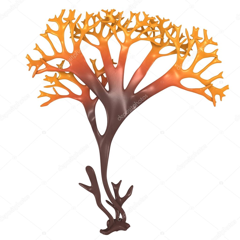 Chondrus isolated on white — Stock Photo © sciencepics #67617221