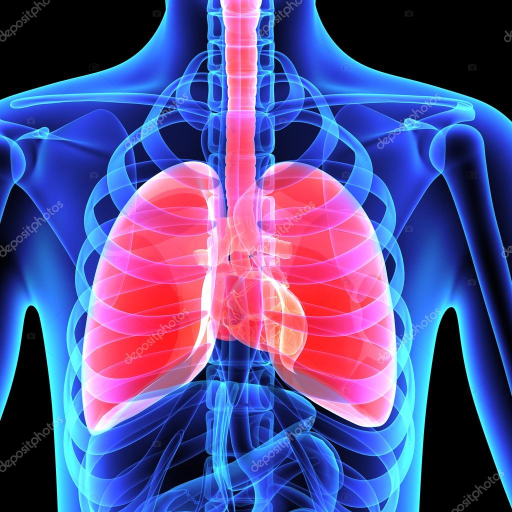 Lungs — Stock Photo © sciencepics #67617589