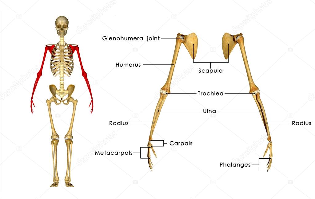 Anatomie Van Armbotten