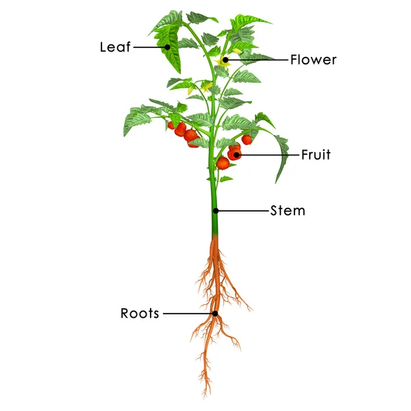 Tomato Plant Diagram For Kids