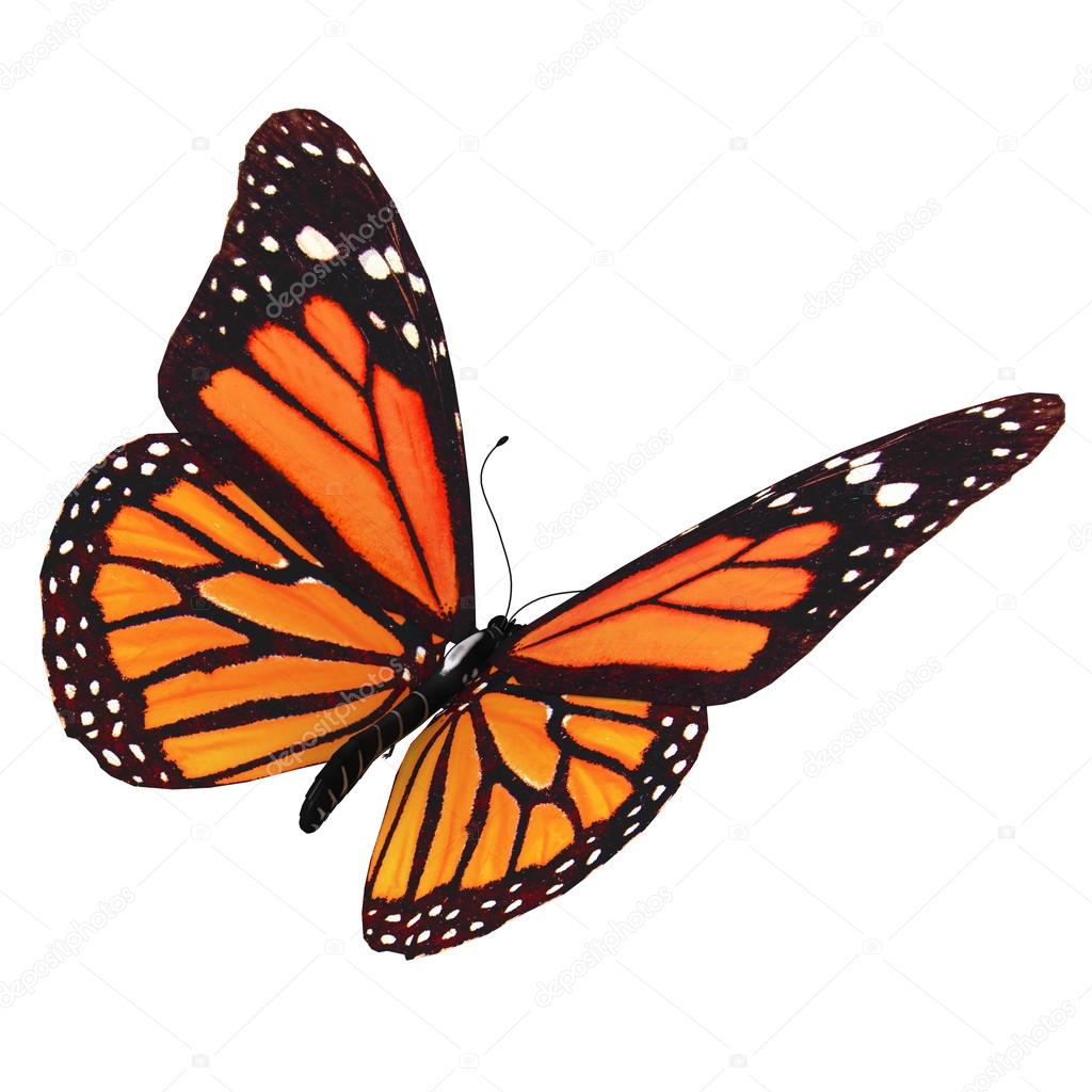 Butterfly Stock Photo by ©sciencepics 67678253