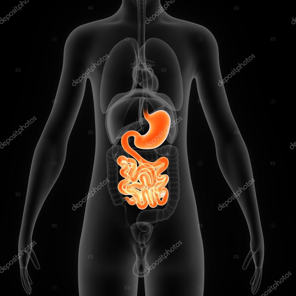 Digestive System Stock Photo by ©sciencepics 67678537
