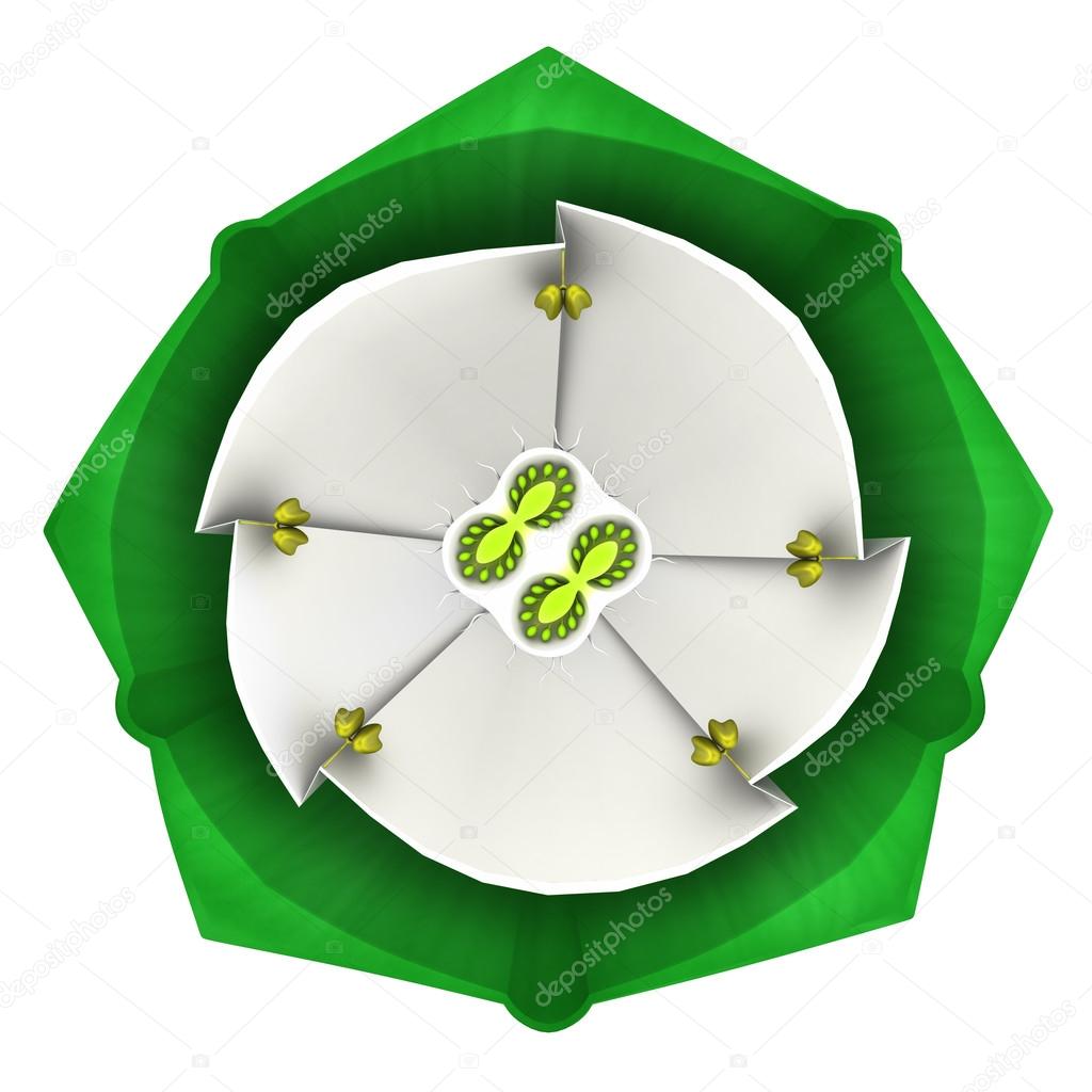 Allium merosity on white Stock Photo by ©sciencepics 67678591