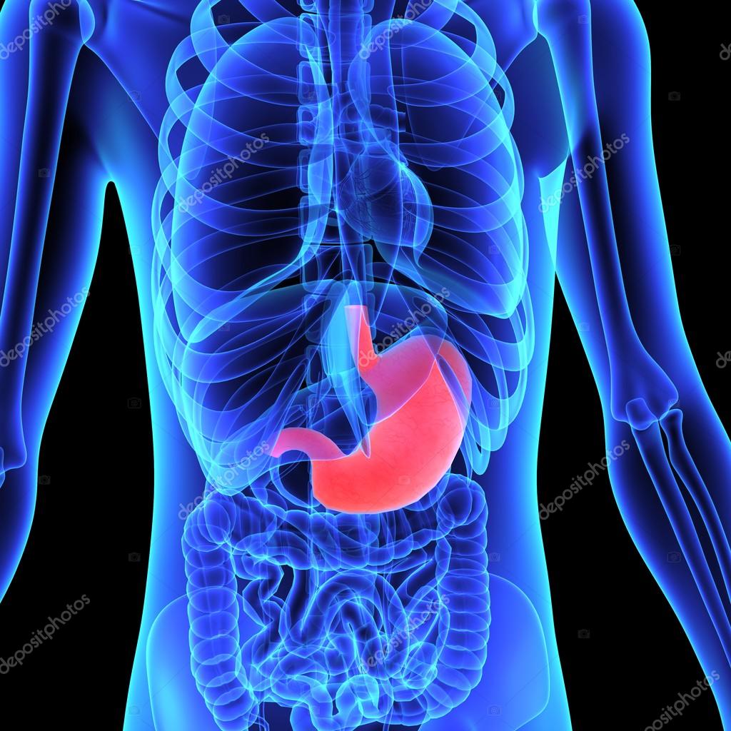 Stomach Stock Photo by ©sciencepics 67678821