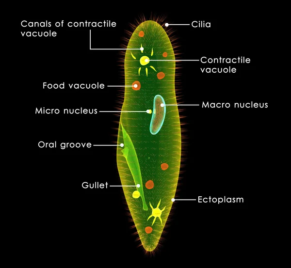 Paramecium fotos de stock, imágenes de Paramecium sin royalties ...