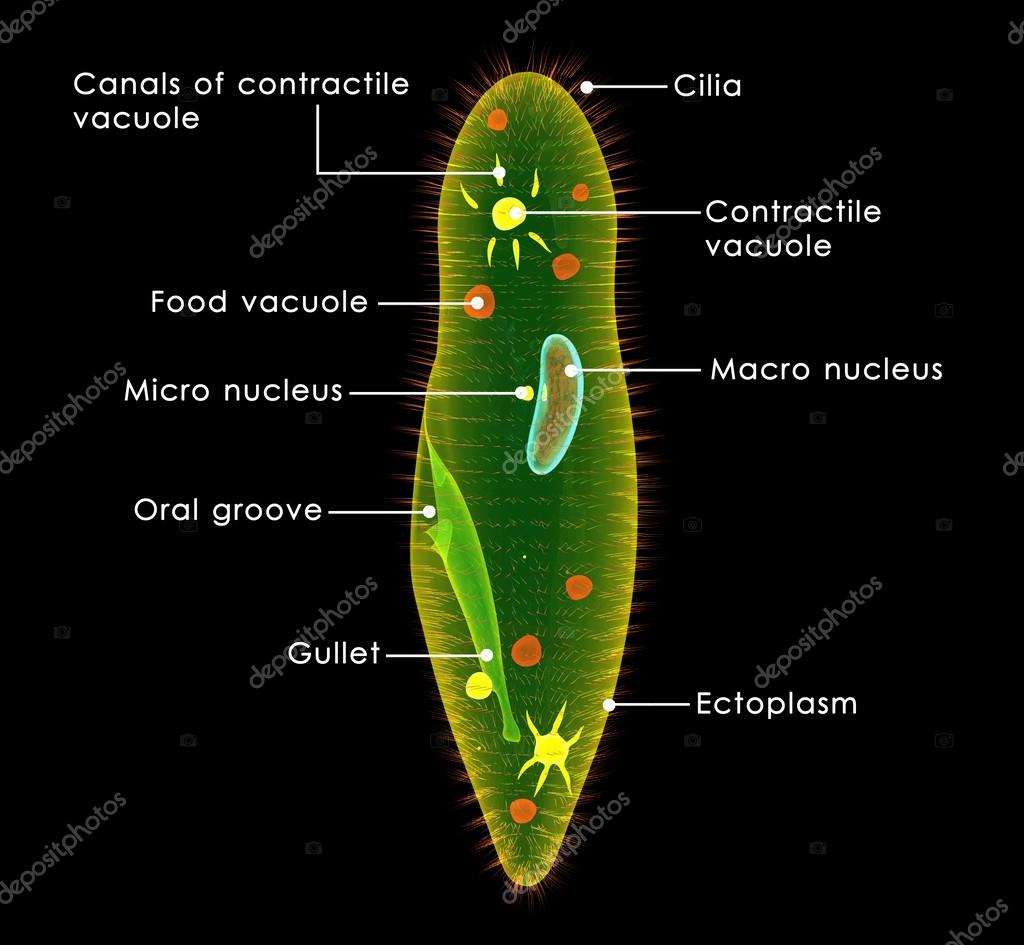 Paramecium — Stock Photo © sciencepics #67809965