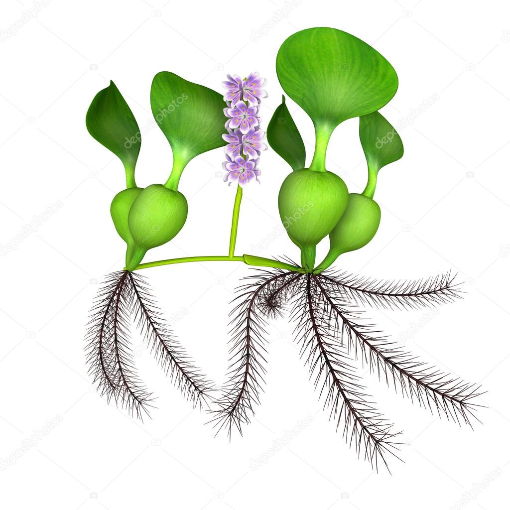 Eichhornia — Stock Photo © sciencepics #67810147