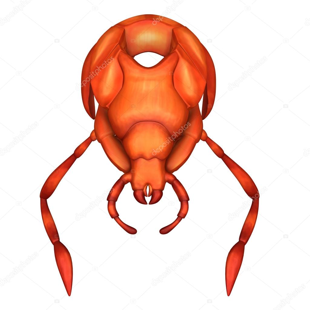 Mouth Parts of Cockroach Stock Photo by ©sciencepics 67810557