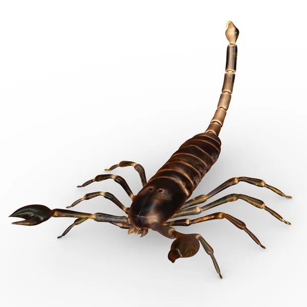 Palamnaeus isolated on white Stock Photo by ©sciencepics 67958581