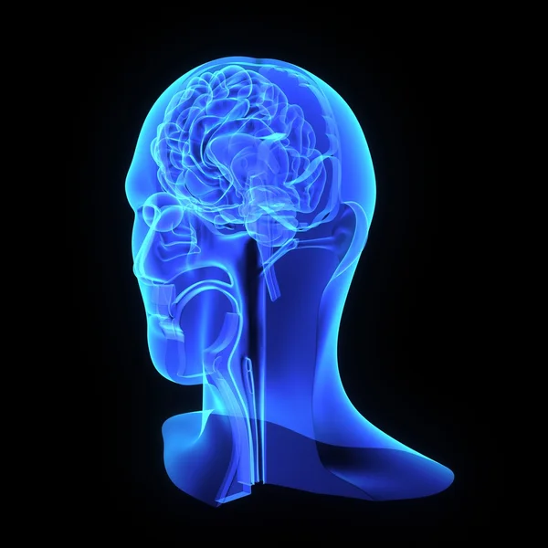 Mouth anatomy — Stock Photo © sciencepics #63100499