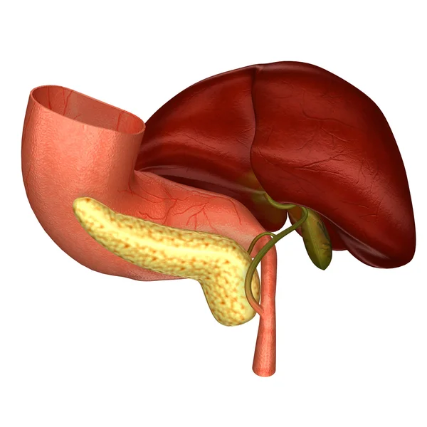 Human liver Stock Photos, Royalty Free Human liver Images | Depositphotos