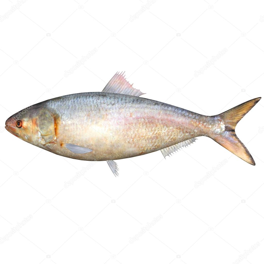 Hilsa Fish on white Stock Photo by ©sciencepics 67956601
