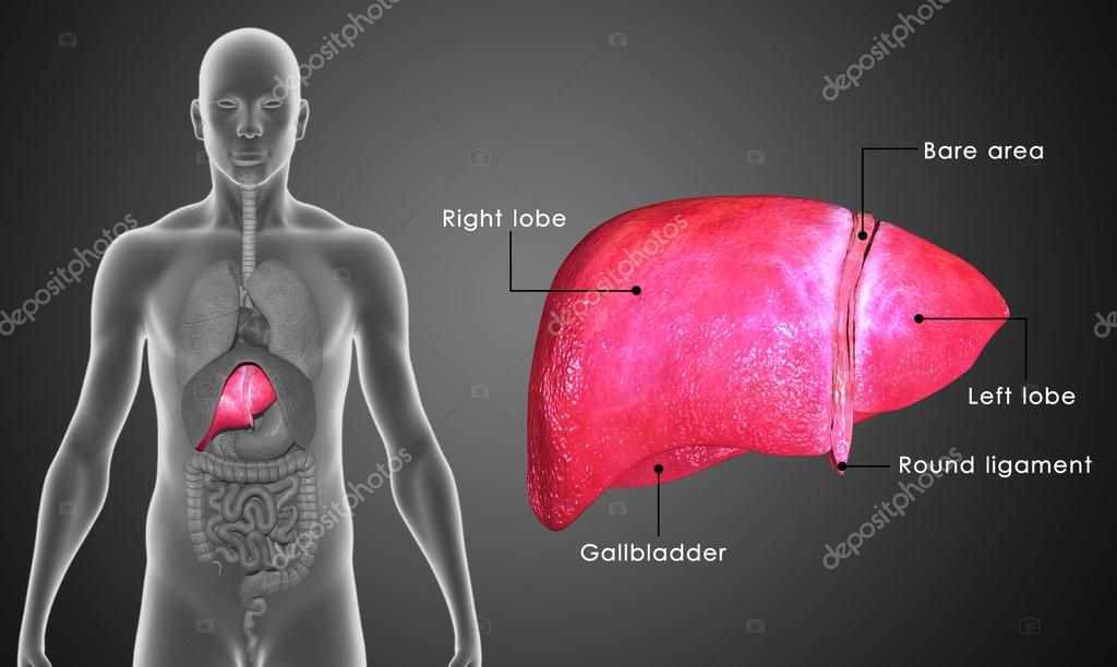 Anatomía del hígado humano — Foto de stock © sciencepics #67956825