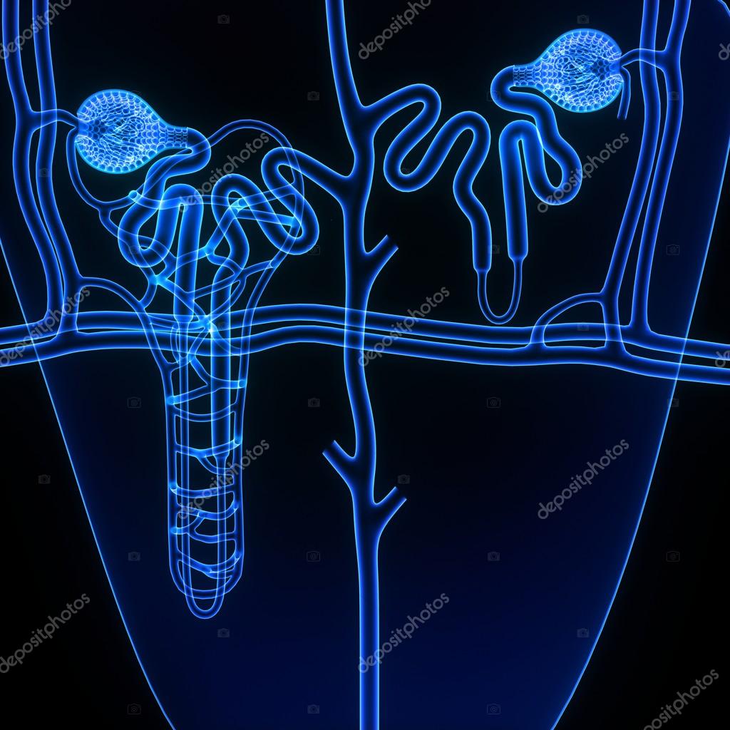 Human Nephrons anatomy Stock Photo by ©sciencepics 67957591