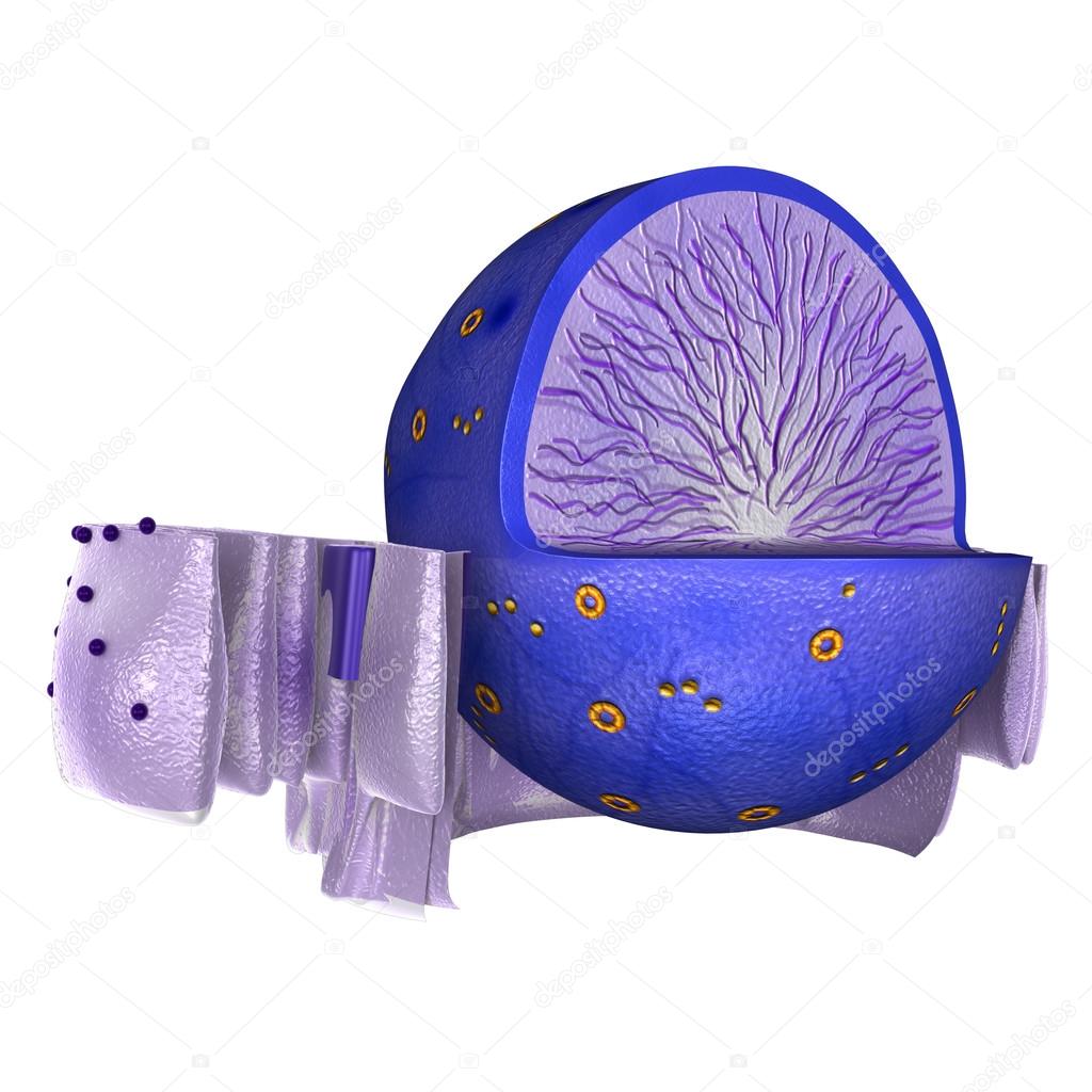 Blue Nucleus illustration Stock Photo by ©sciencepics 67958229