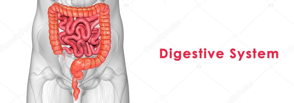 Digestive system — Stock Photo © sciencepics #67959391